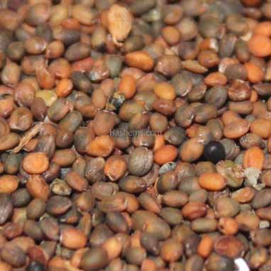 Jarjeer Rooca Planting Seeds | Arugula | جرجير | Middle Eastern