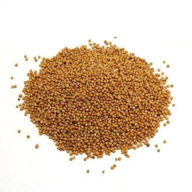 Mustard Whole | Indian Cuisine | Middle Eastern Spices