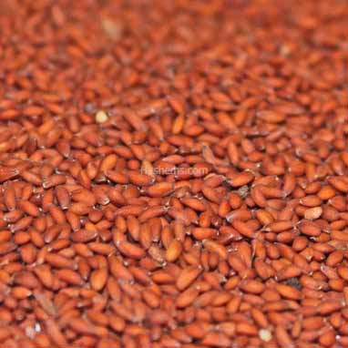 Rashad (Cress) Planting Seeds | رشاد | Middle Eastern | Latest Crop