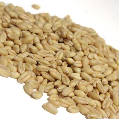 Sunny Land Wheat Skinless | Make Hareesa | 32oz | Hashems