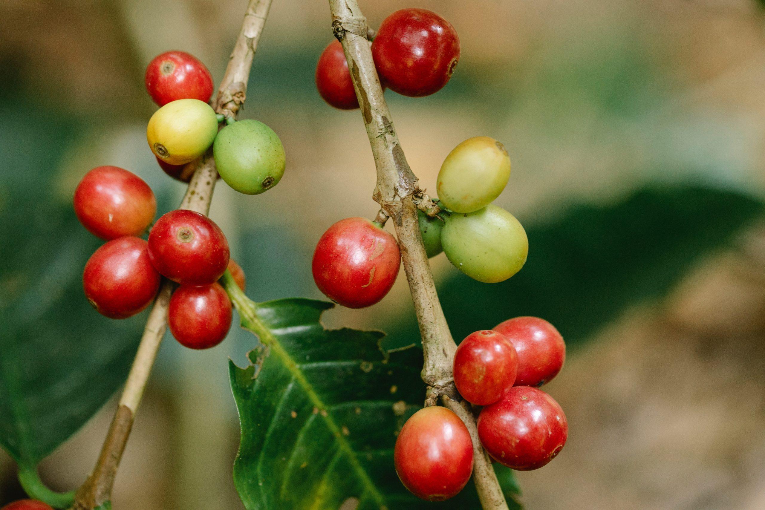 History Of Coffee Part One | Hashems.com